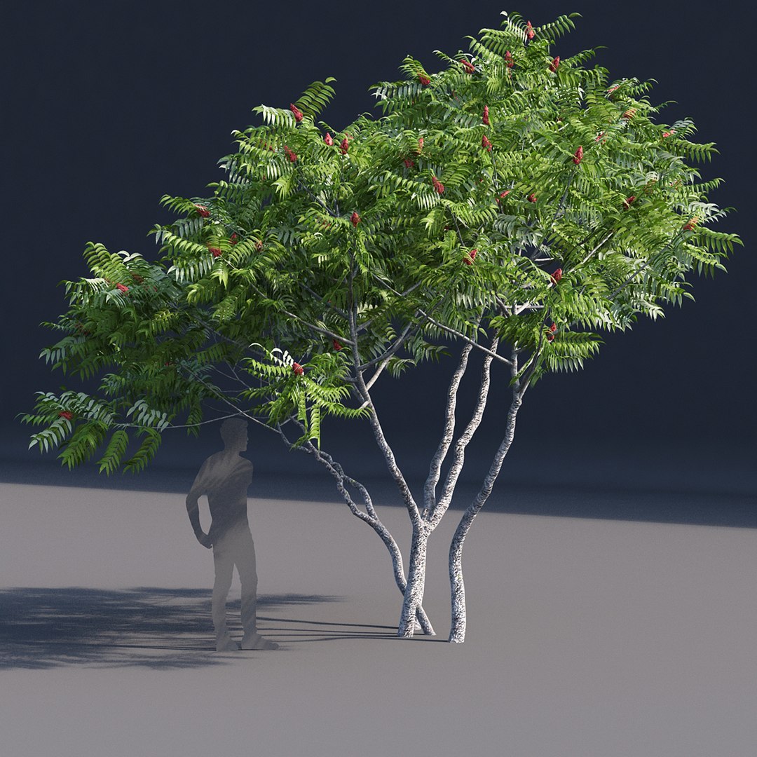 Rhus Typhina 2 Seasons 3D Model - TurboSquid 1976231