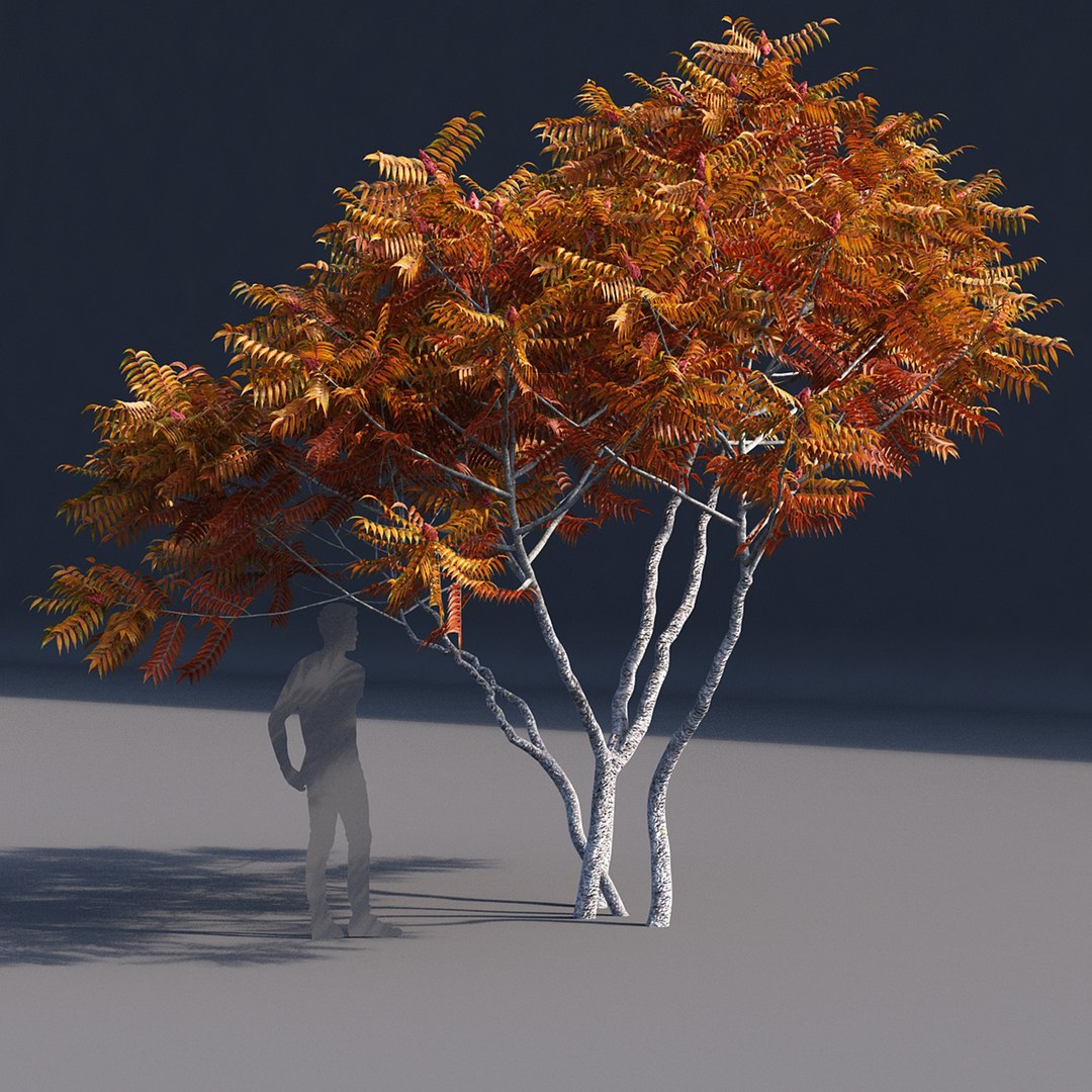 Rhus Typhina 2 Seasons 3D Model - TurboSquid 1976231