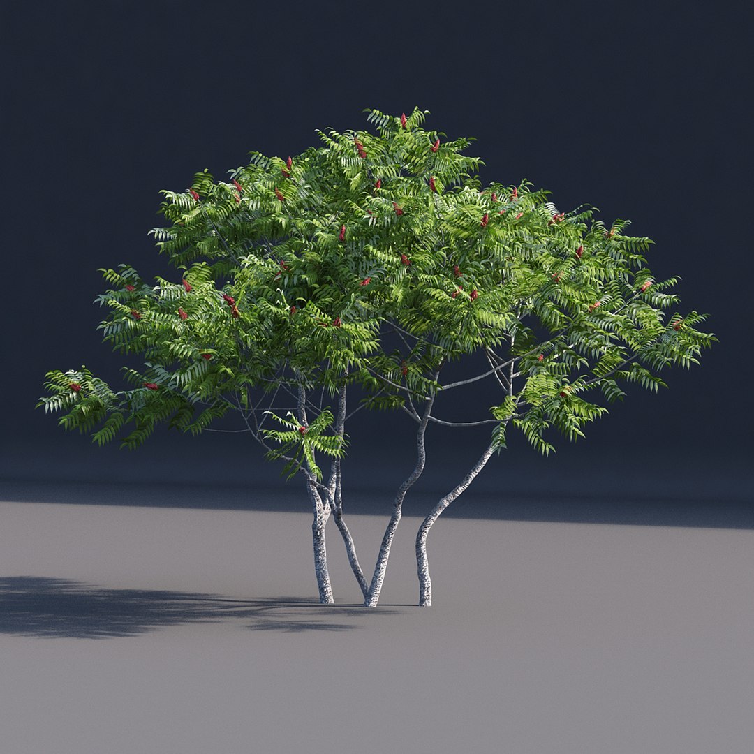 Rhus Typhina 2 Seasons 3D Model - TurboSquid 1976231