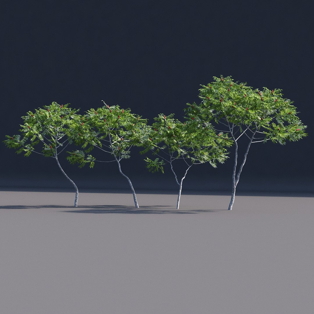Rhus Typhina 2 Seasons 3D Model - TurboSquid 1976231