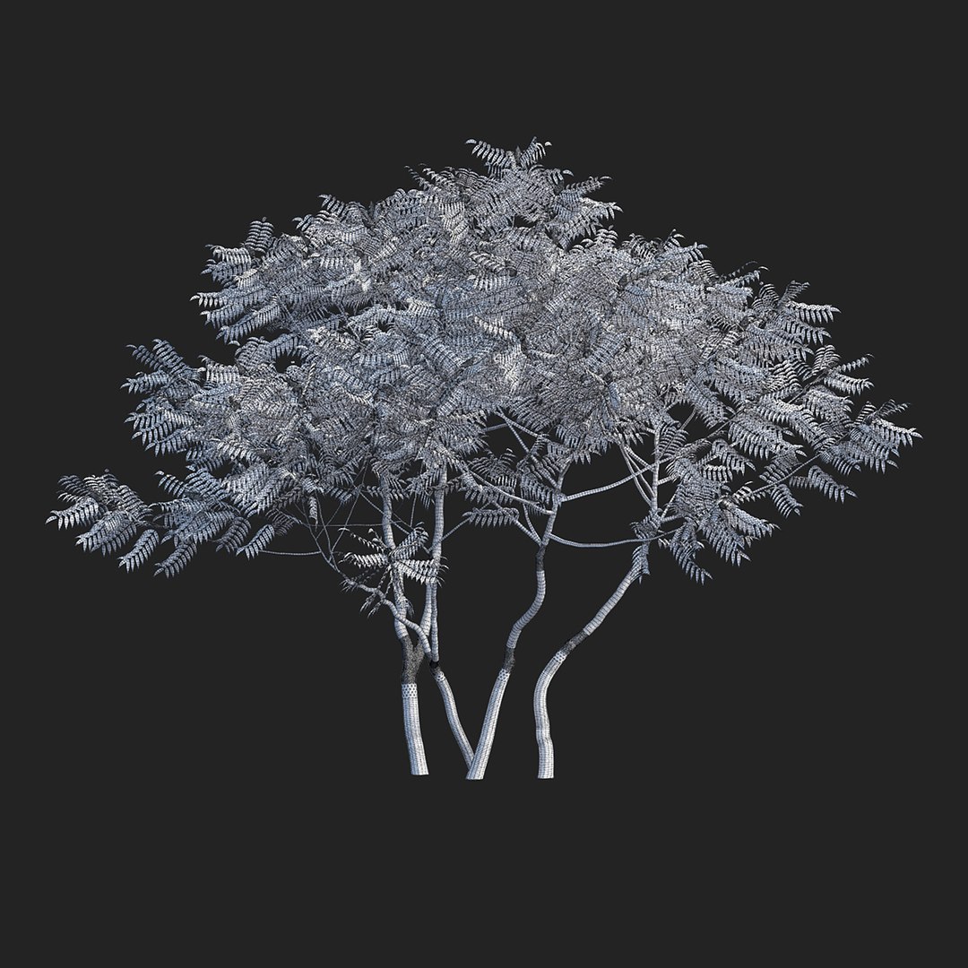 Rhus Typhina 2 Seasons 3D Model - TurboSquid 1976231