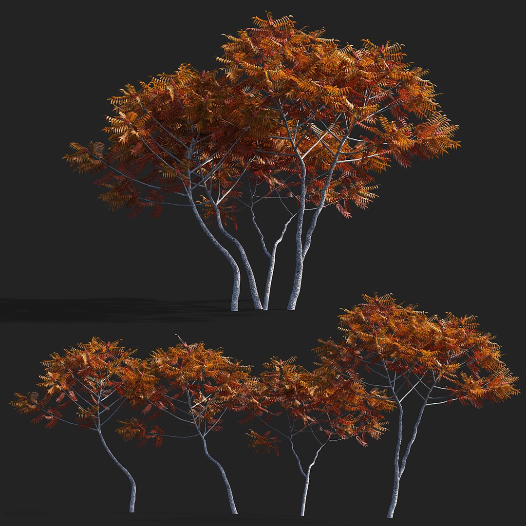 Rhus Typhina 2 Seasons 3D Model - TurboSquid 1976231