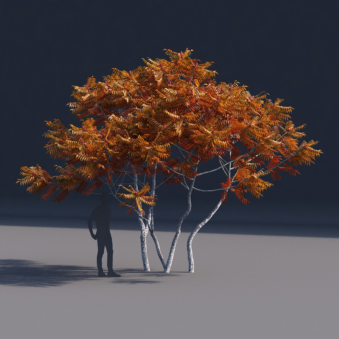 Rhus Typhina 2 Seasons 3D Model - TurboSquid 1976231