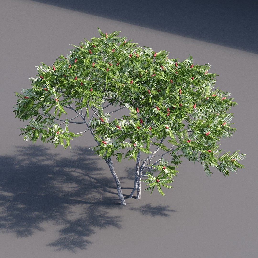 Rhus Typhina 2 Seasons 3D Model - TurboSquid 1976231