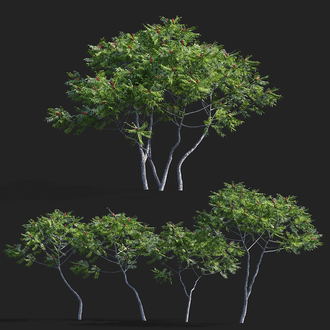 Rhus Typhina 2 Seasons 3D Model - TurboSquid 1976231