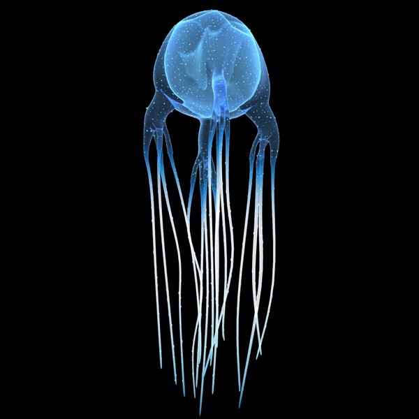 3D box jellyfish cubozoa - model - TurboSquid 1451178