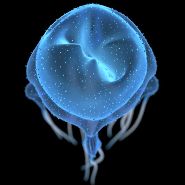 3D box jellyfish cubozoa - model - TurboSquid 1451178