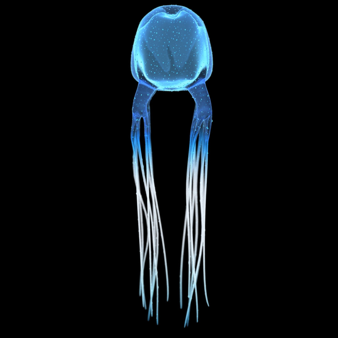 3D box jellyfish cubozoa - model - TurboSquid 1451178