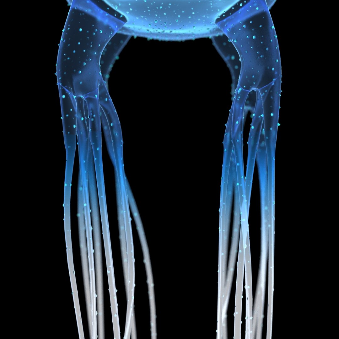 3D Box Jellyfish Cubozoa - Model - TurboSquid 1451178