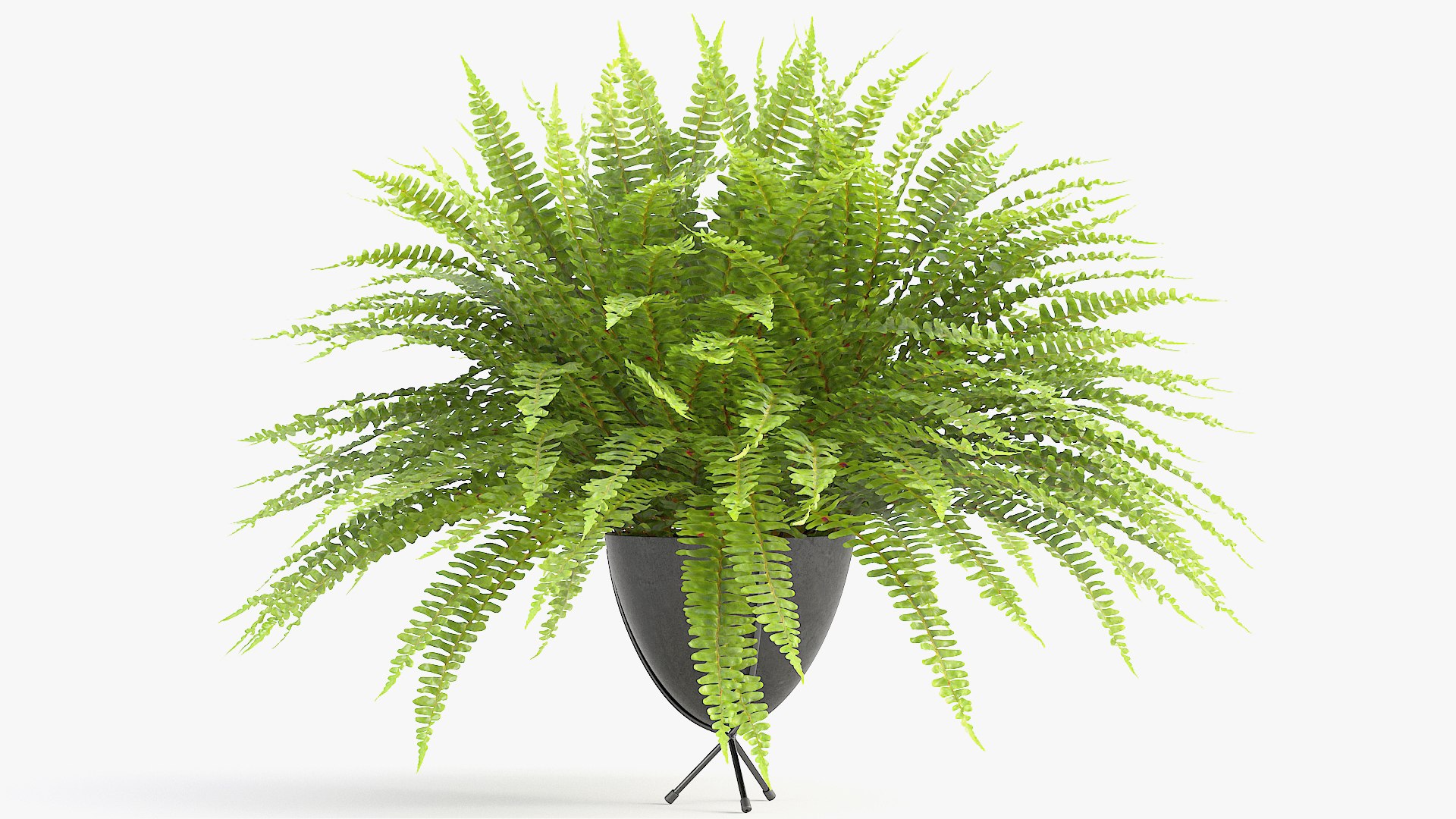 3D Model Sword Fern - TurboSquid 1517821