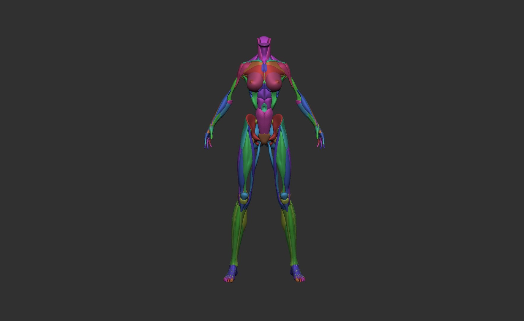 3D Woman Anatomy Constructor Model - TurboSquid 2286244