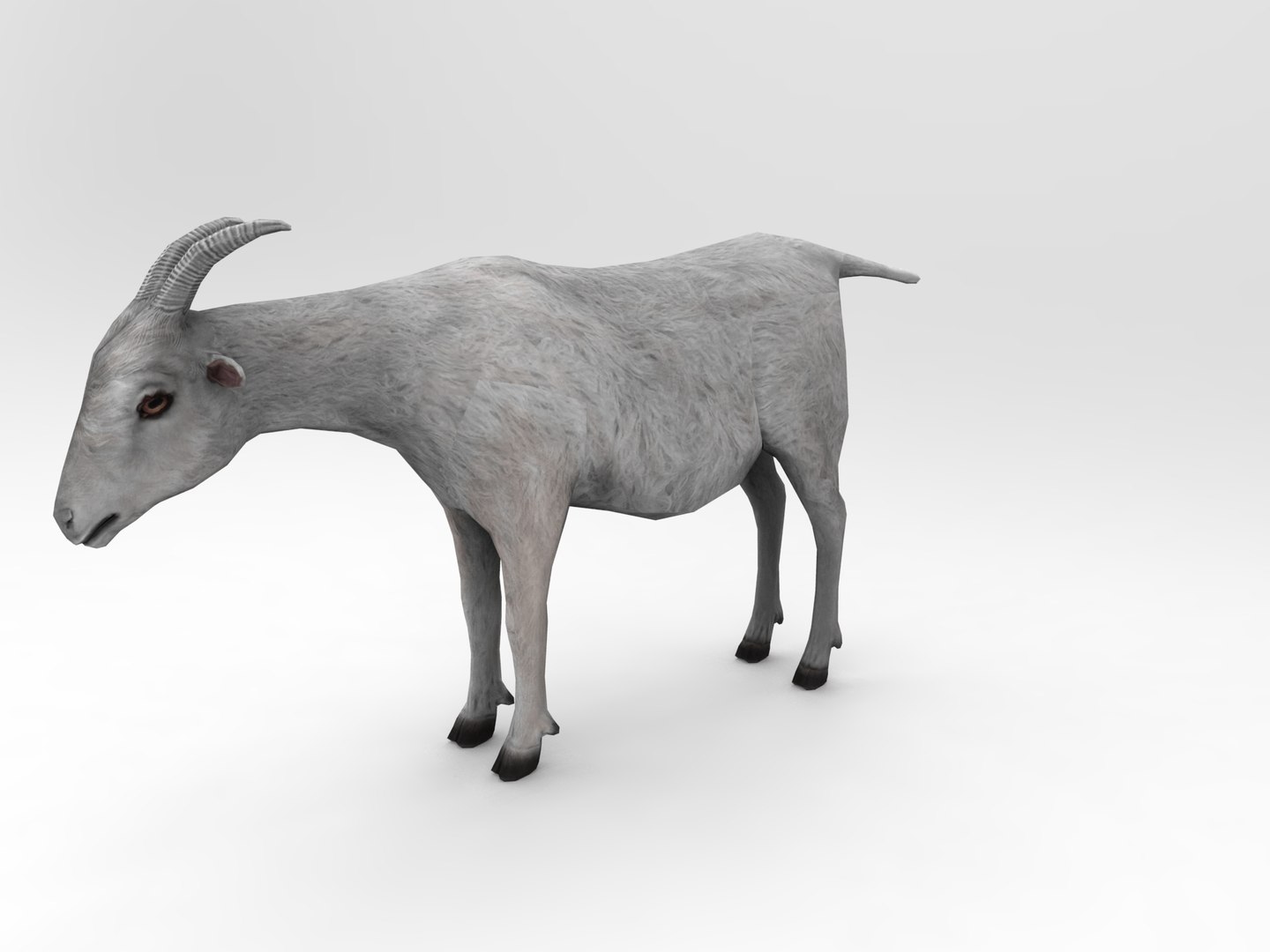 3d goat model