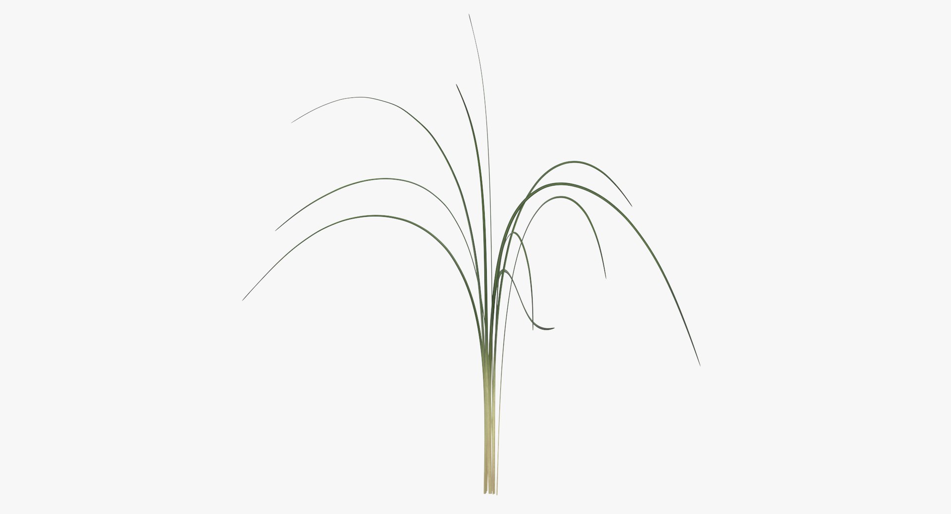 3D Xerophyllum Tenax - TurboSquid 1377755