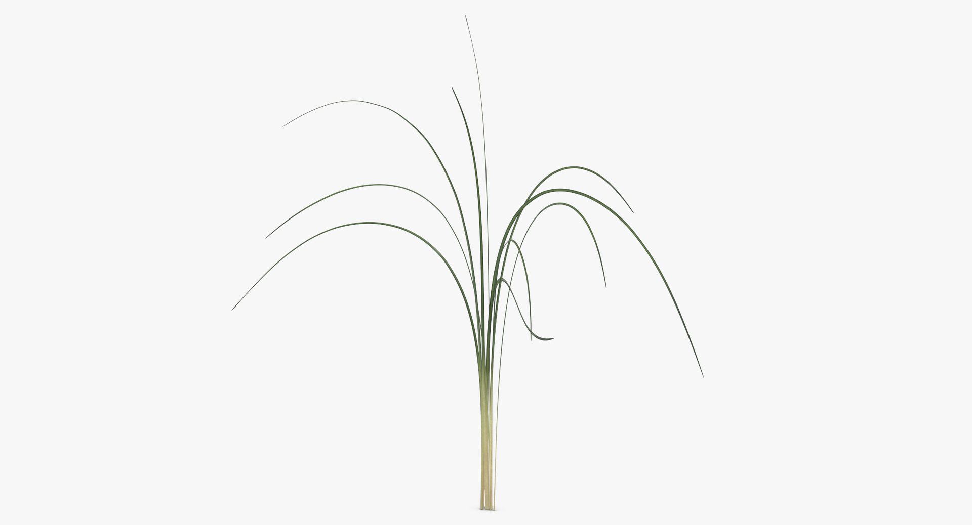 3D Xerophyllum Tenax - TurboSquid 1377755