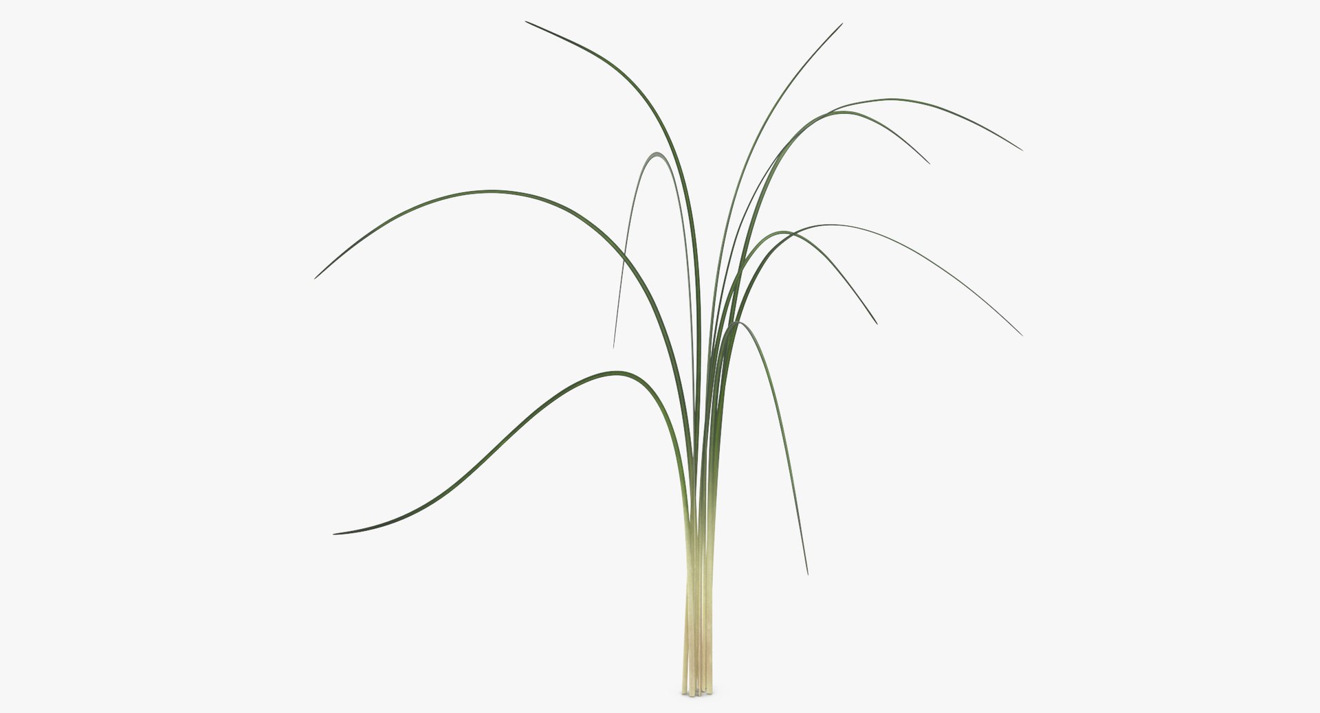 3D Xerophyllum Tenax - TurboSquid 1377755