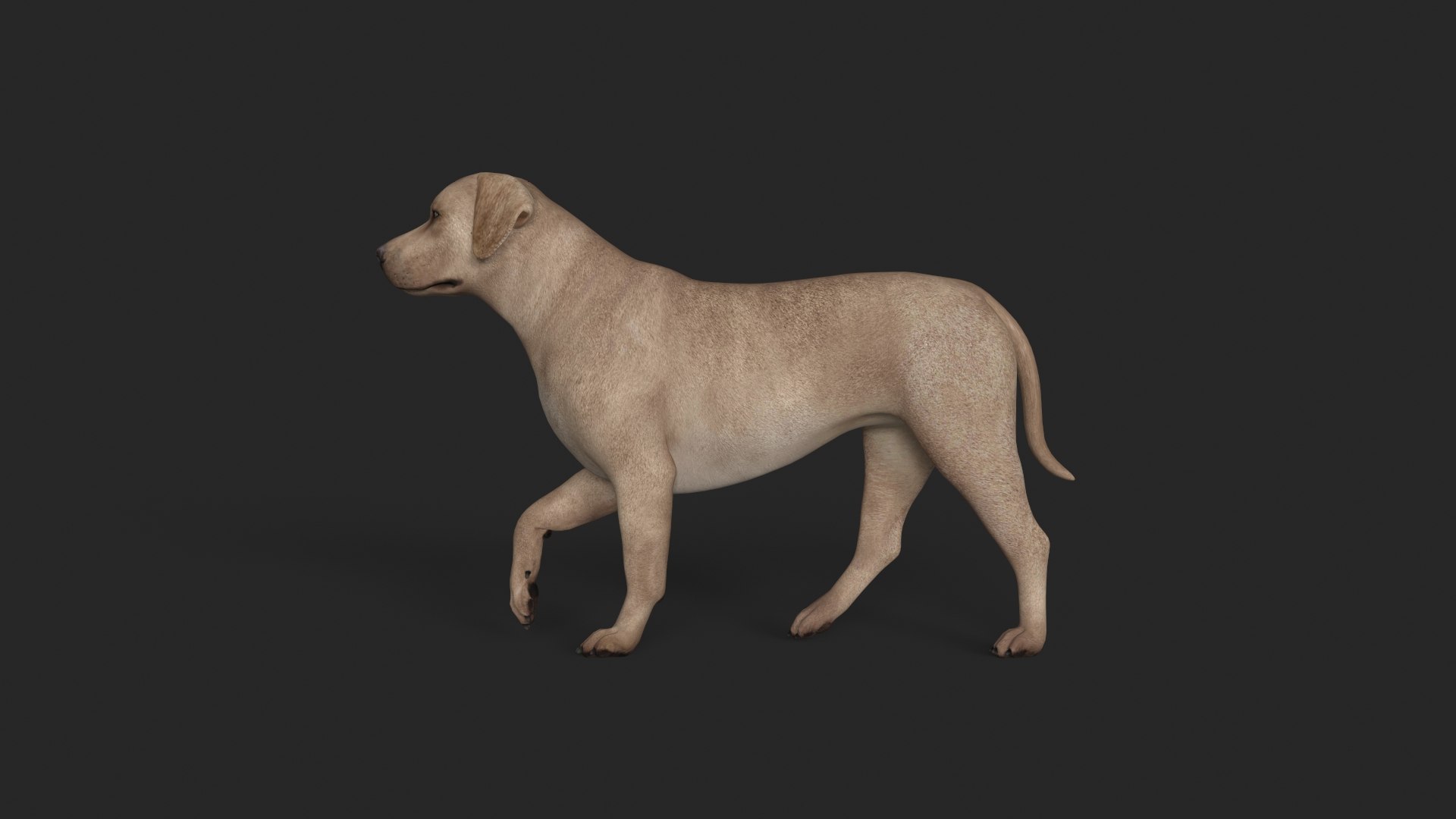 LAB-036 Dog Walking 3D Model - TurboSquid 1914923