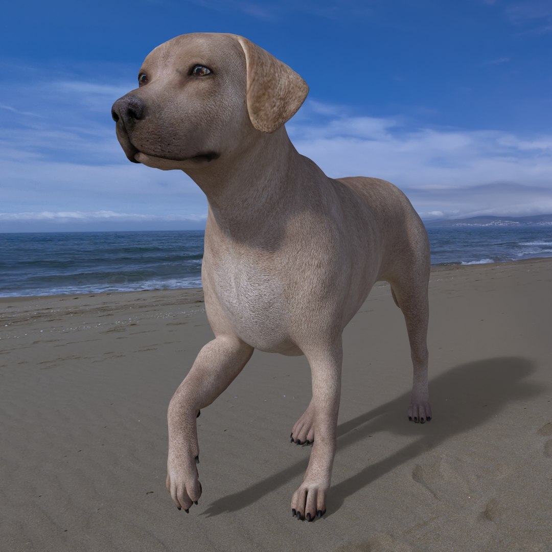LAB-036 Dog Walking 3D Model - TurboSquid 1914923