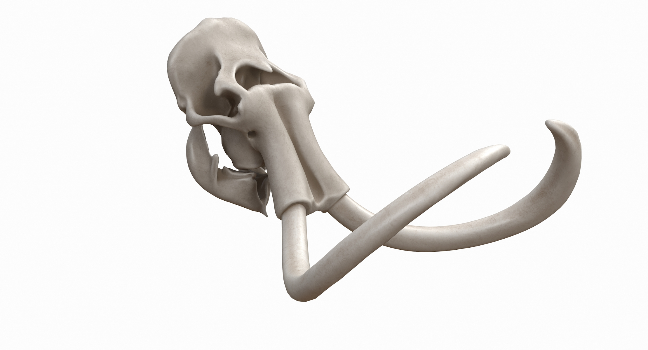 3D mammoth skull model - TurboSquid 1619855