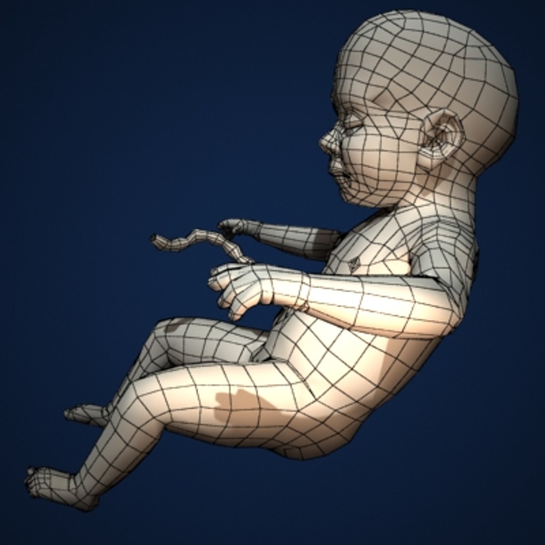 Fetus Embryo Development 3d Model