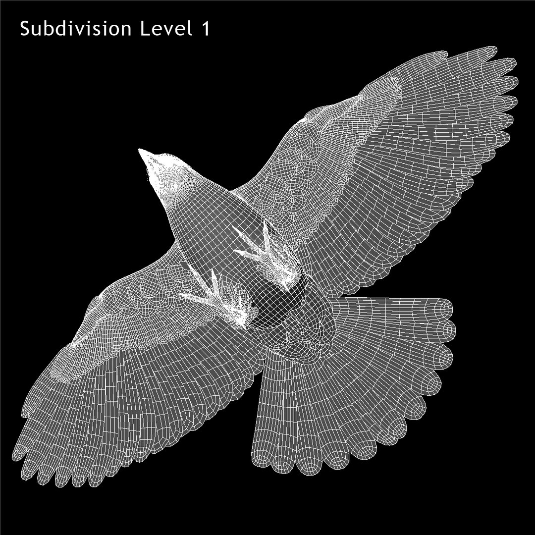 obj cyanocitta cristata blue jay