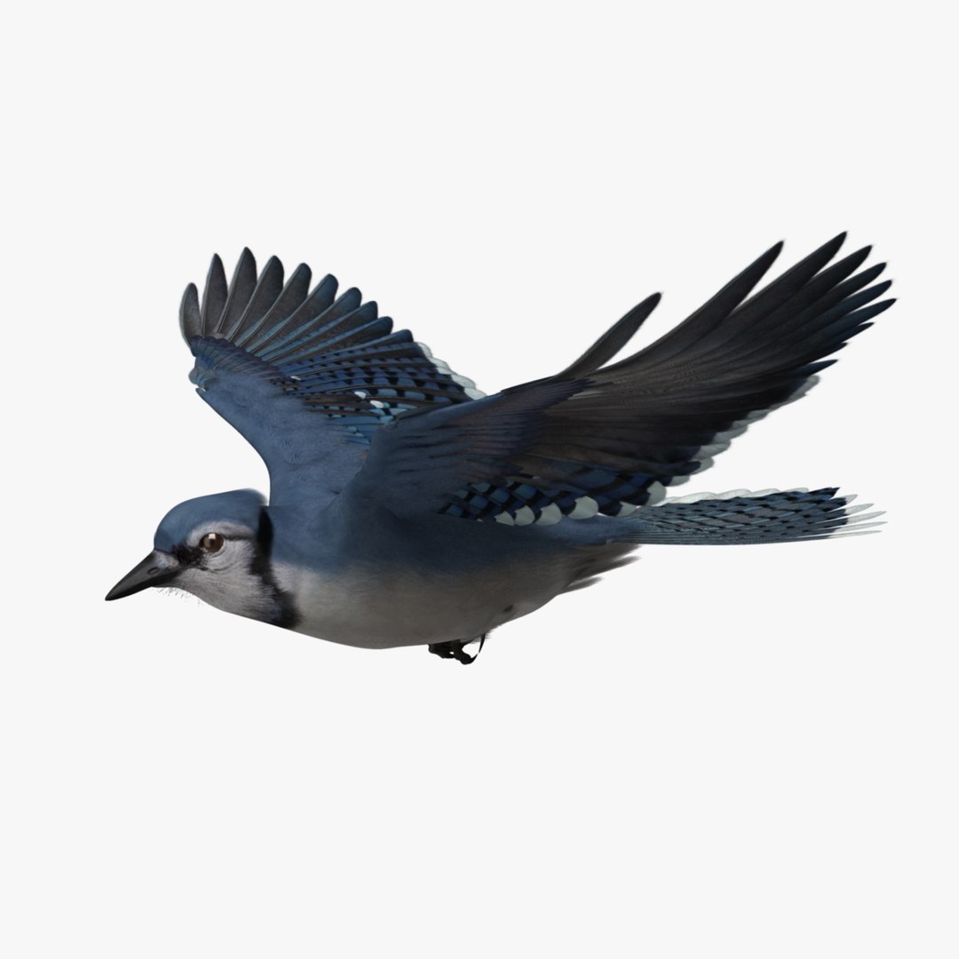 obj cyanocitta cristata blue jay