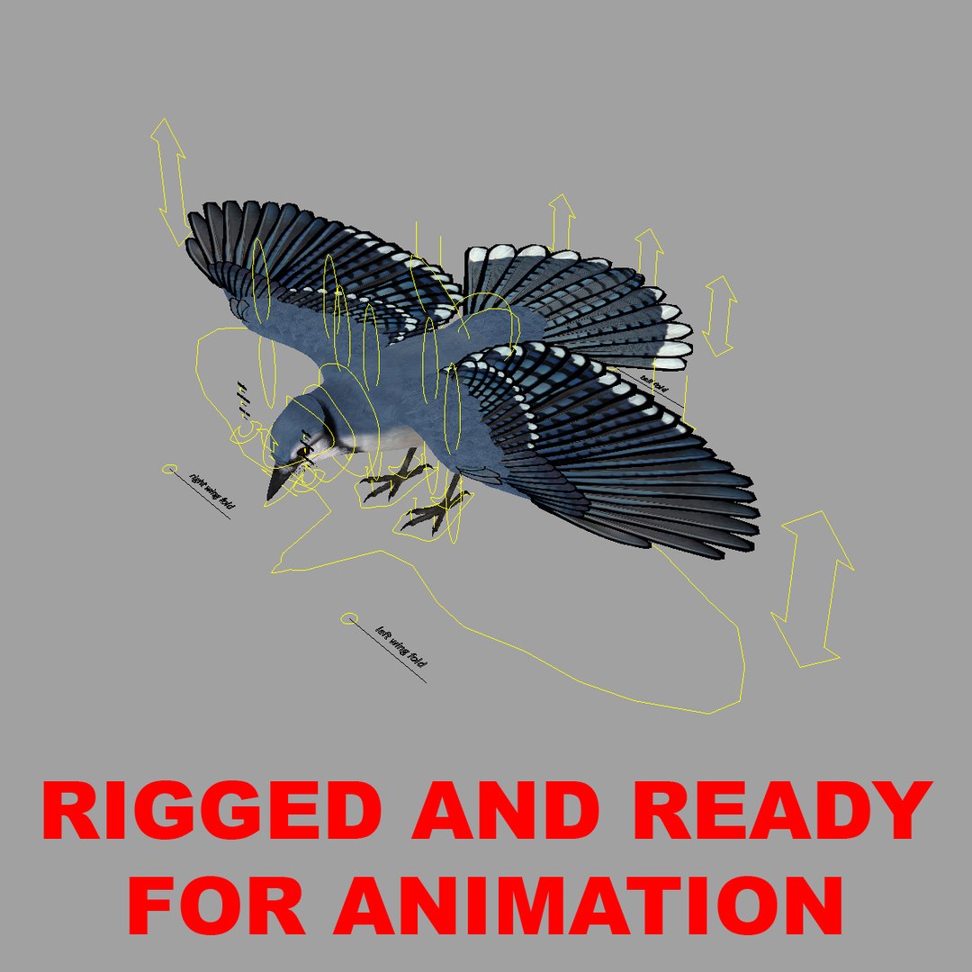 obj cyanocitta cristata blue jay