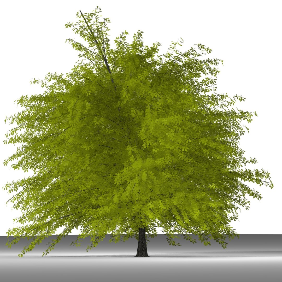 3ds Plane Tree
