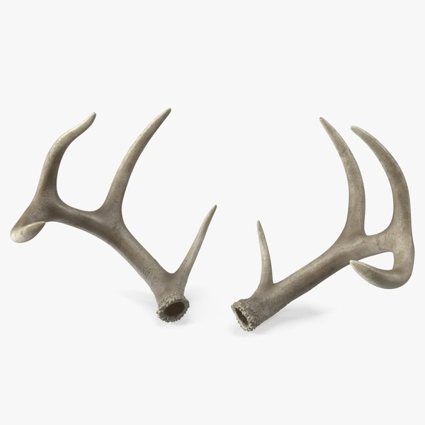Free 3D Antler Models | TurboSquid