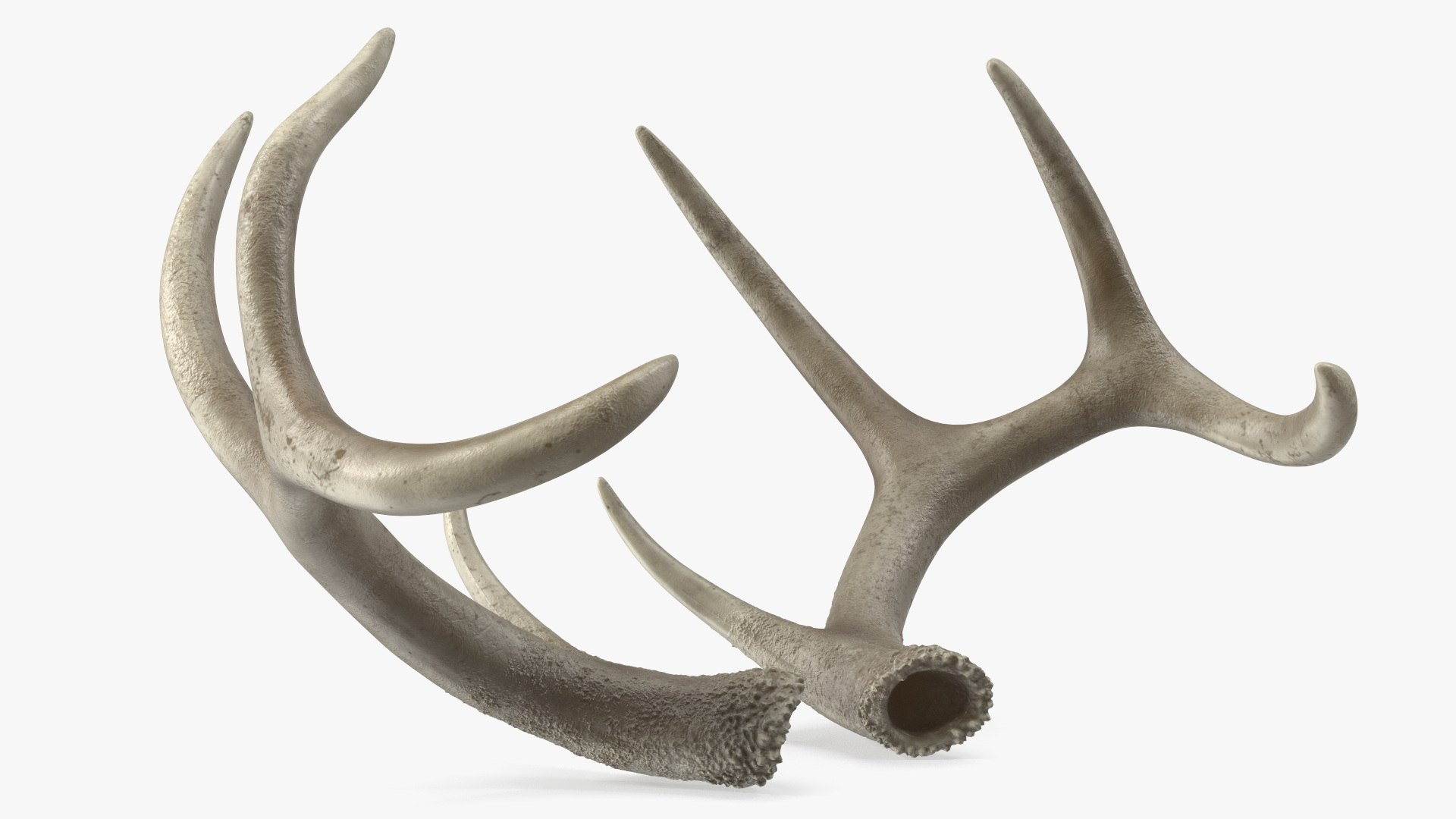 Antlers 3D - TurboSquid 2185743