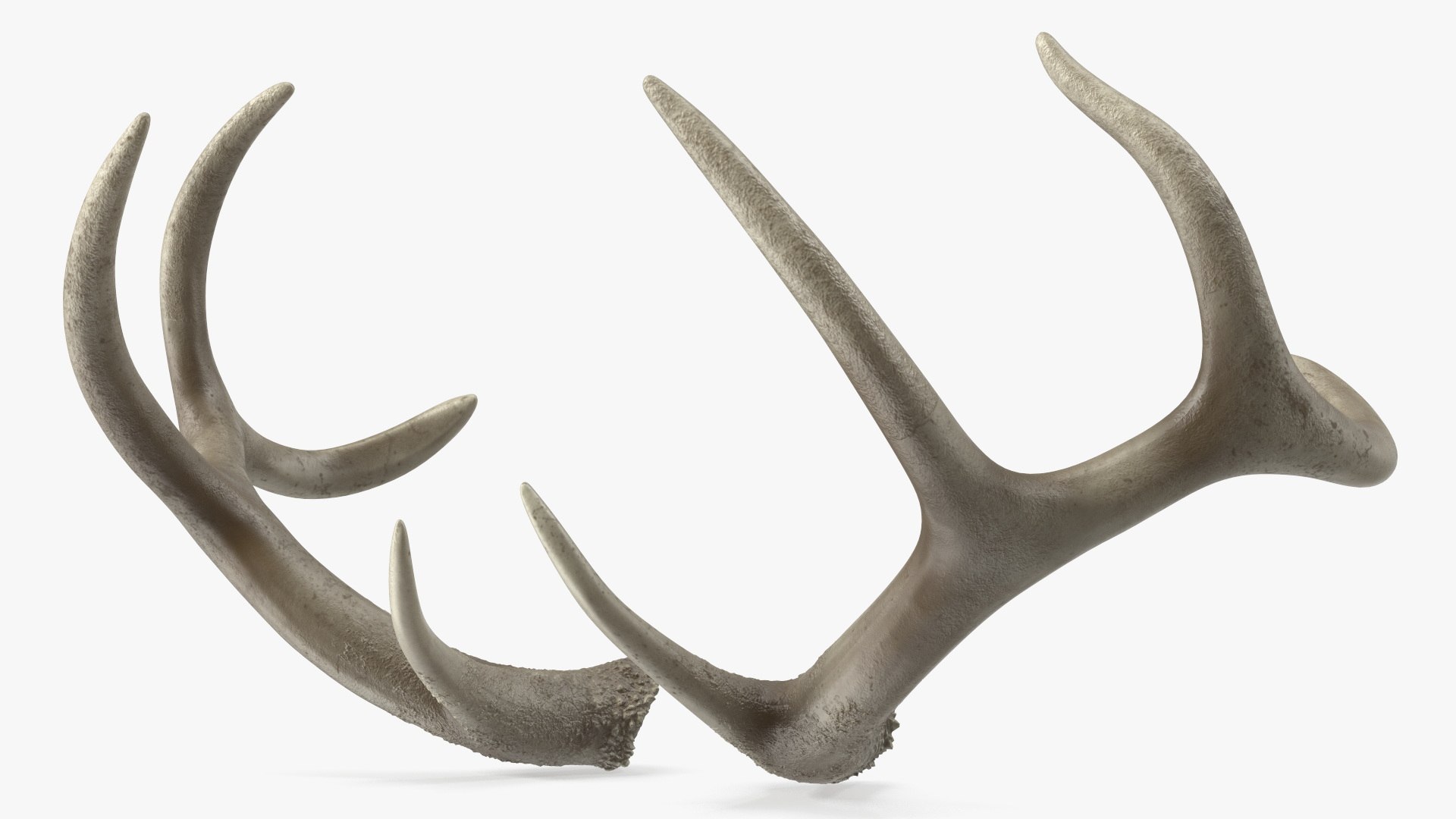 Antlers 3D - TurboSquid 2185743