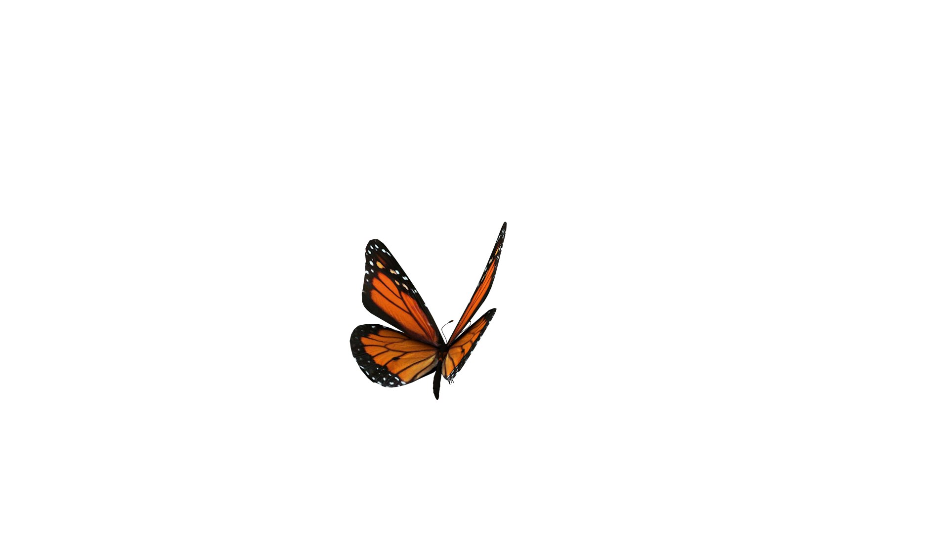3D Colorful Monarch Butterfly 3D Animation - TurboSquid 2028625