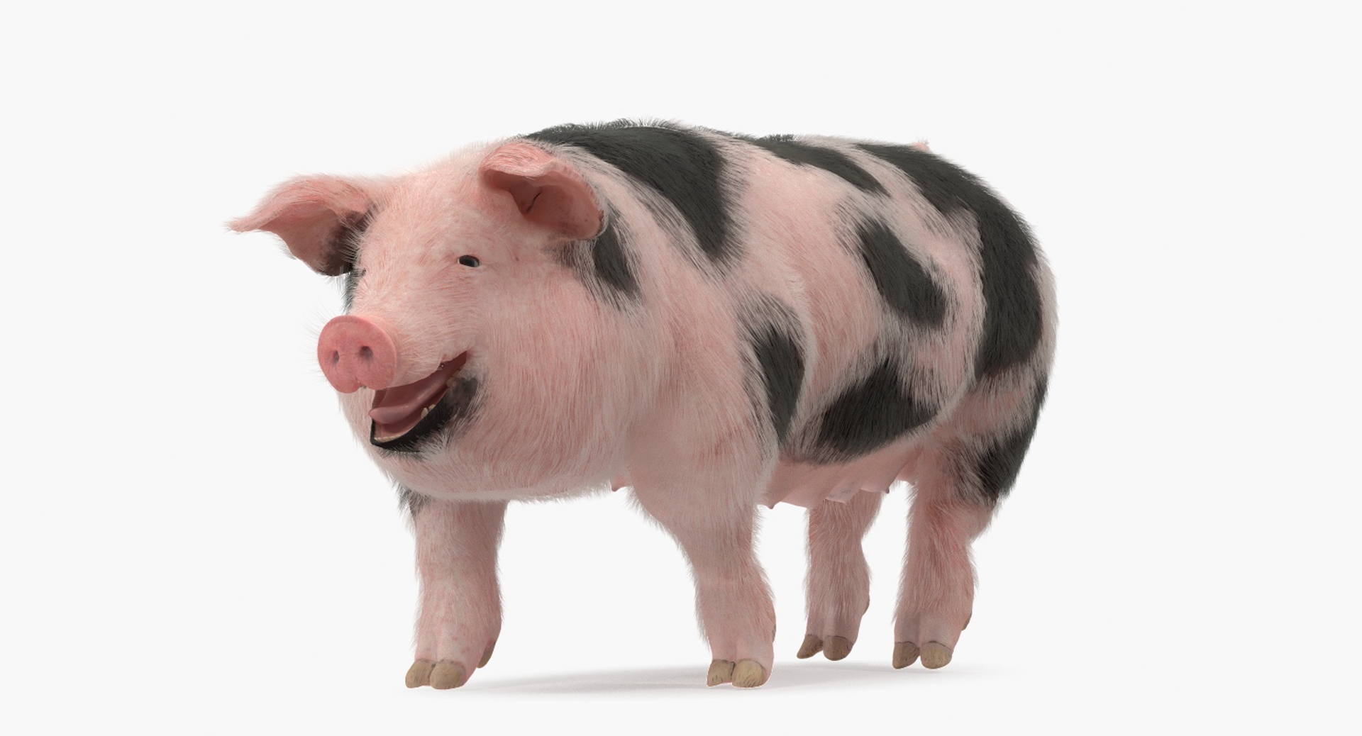 Pig Sow Peitrain Walking 3D Model - TurboSquid 1370934
