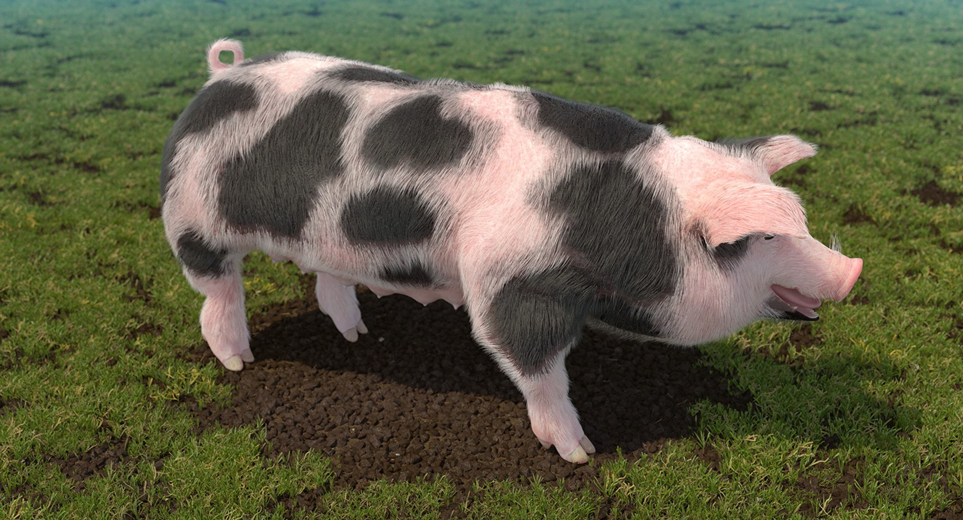 Pig Sow Peitrain Walking 3D Model - TurboSquid 1370934