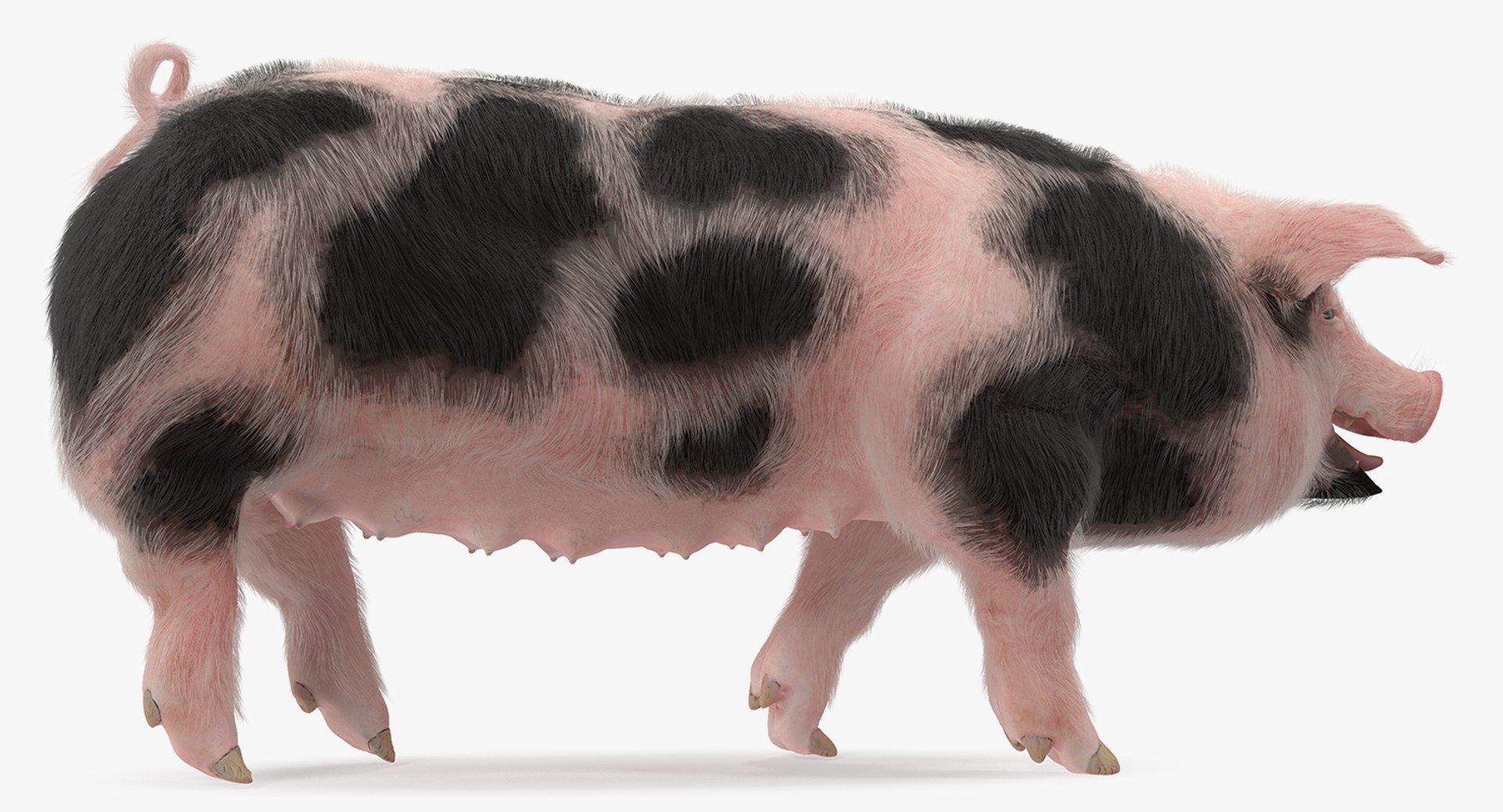 Pig Sow Peitrain Walking 3D Model - TurboSquid 1370934