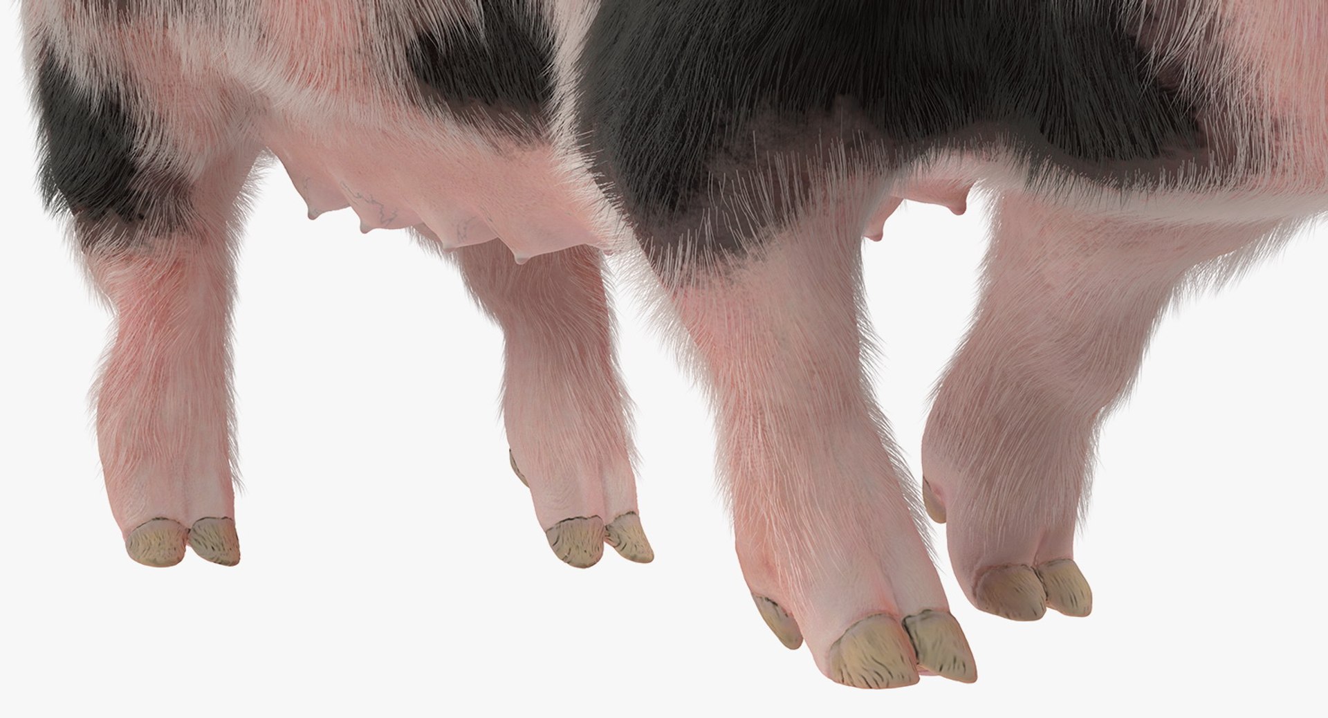 Pig Sow Peitrain Walking 3D Model - TurboSquid 1370934