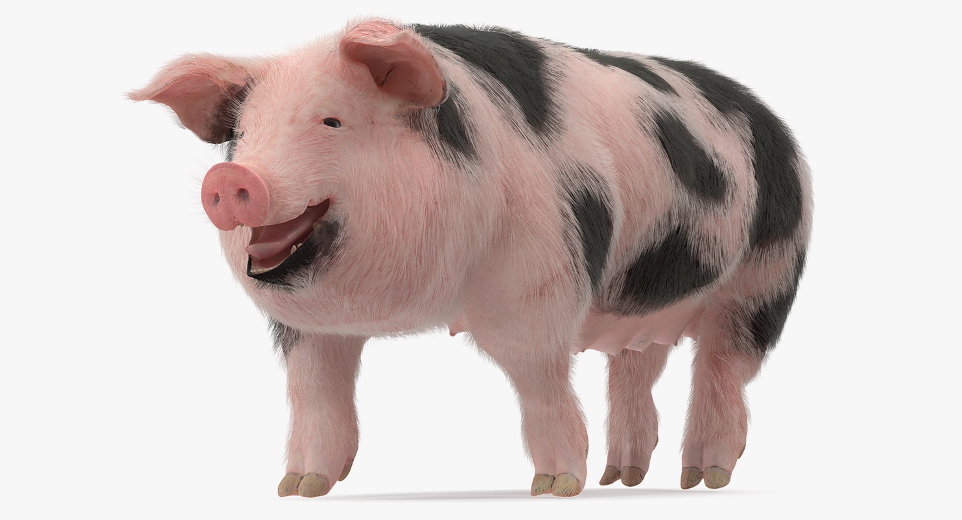 Pig Sow Peitrain Walking 3D Model - TurboSquid 1370934