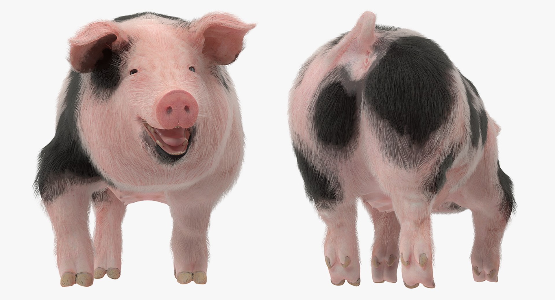 Pig Sow Peitrain Walking 3D Model - TurboSquid 1370934