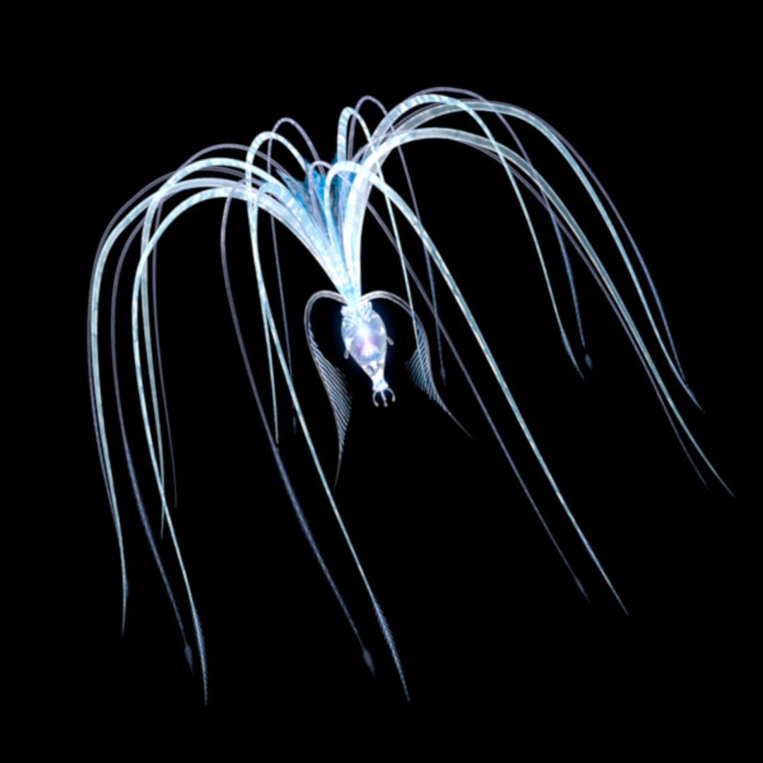 3d Animation Seed Model