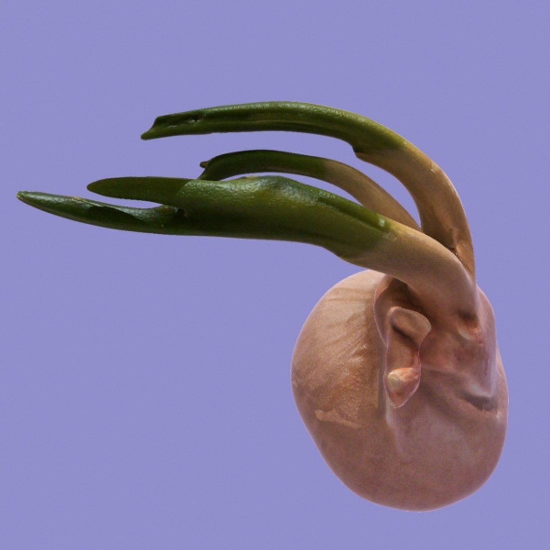 Max Garlic