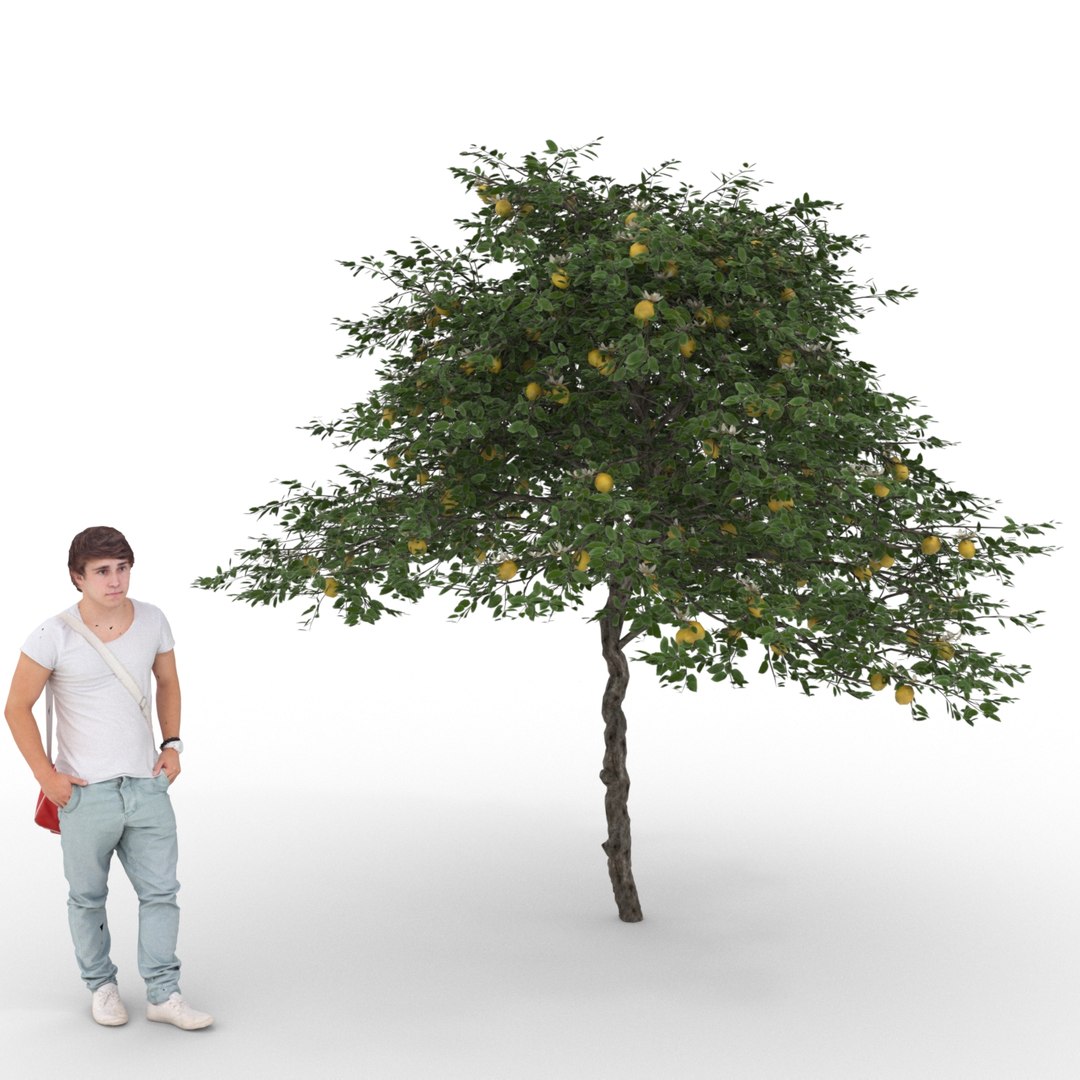 3D Citrus Lemon Tree - TurboSquid 1230410