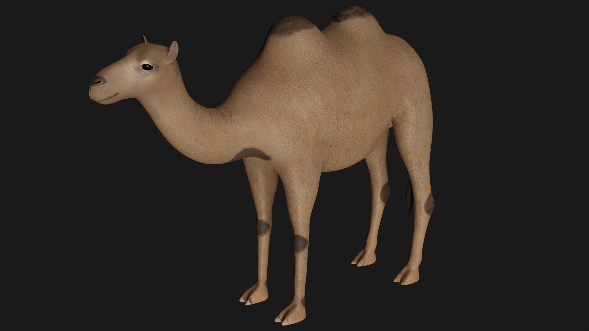 3D Fully Rigged Camel - TurboSquid 1672222