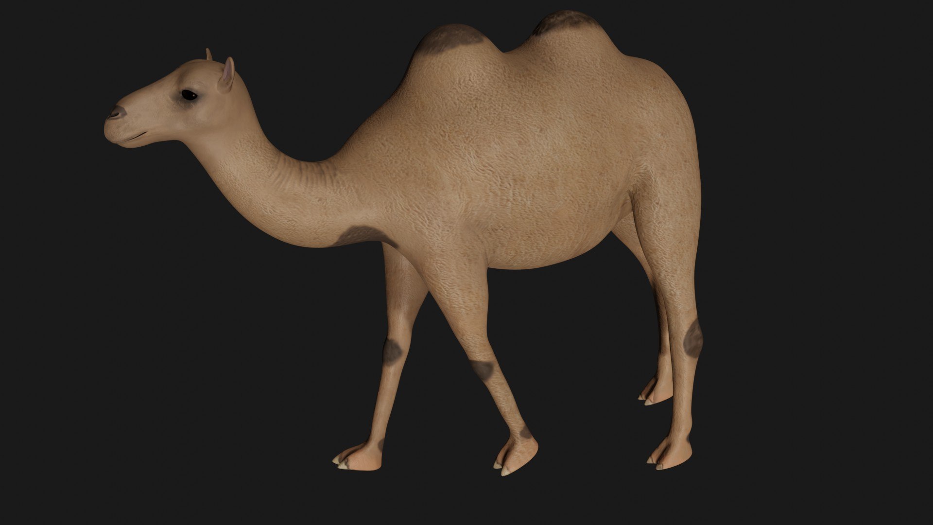 3D Fully Rigged Camel - TurboSquid 1672222