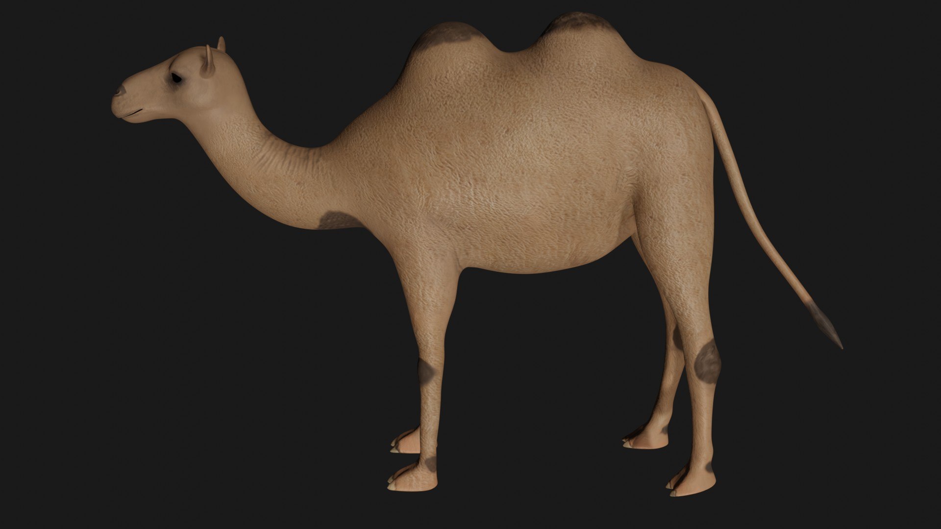 3D Fully Rigged Camel - TurboSquid 1672222