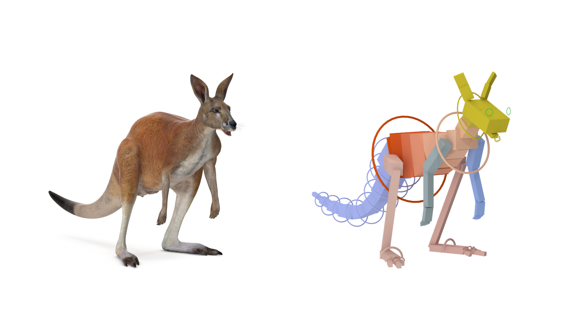Kangaroo Animated Rigged 3D - TurboSquid 2325571