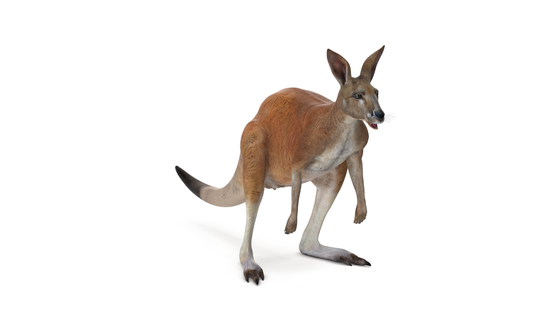 Kangaroo Animated Rigged 3D - TurboSquid 2325571