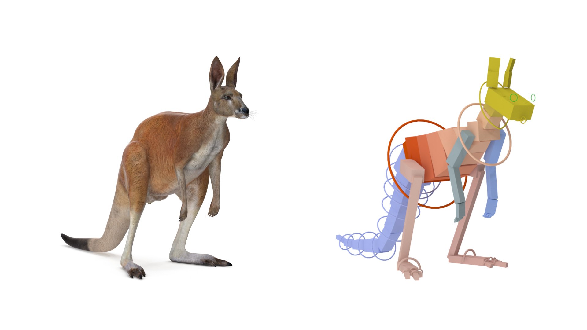 Kangaroo Animated Rigged 3D - TurboSquid 2325571