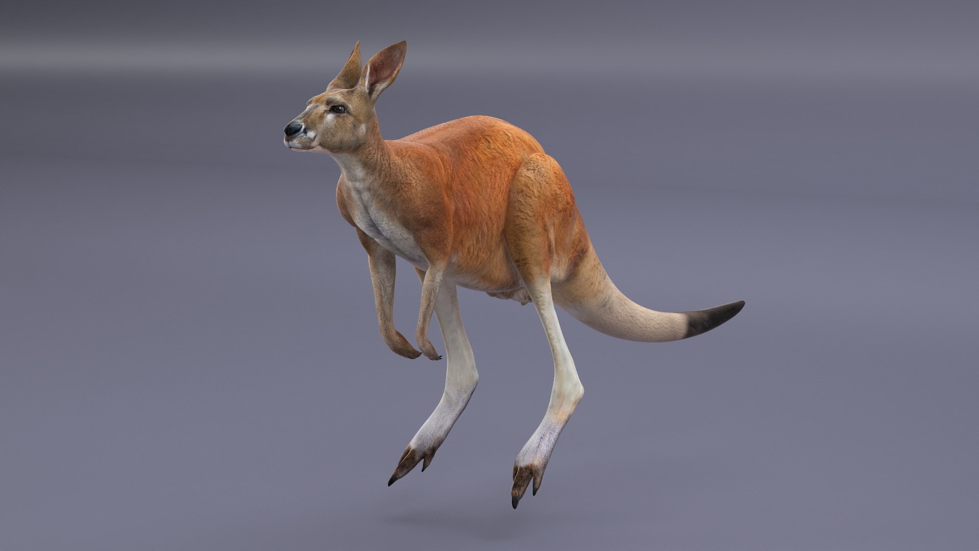 Kangaroo Animated Rigged 3D - TurboSquid 2325571