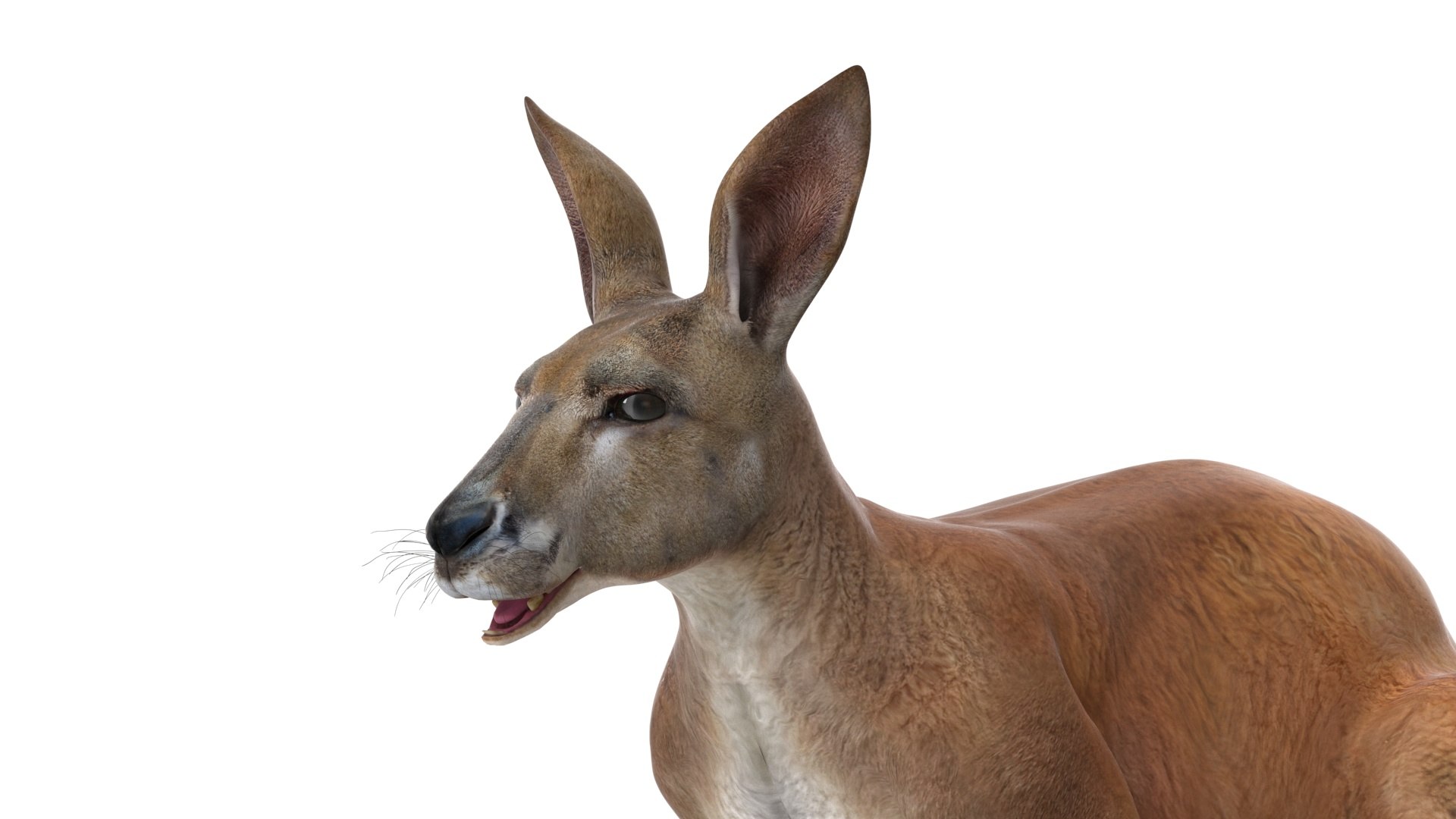 Kangaroo Animated Rigged 3D - TurboSquid 2325571