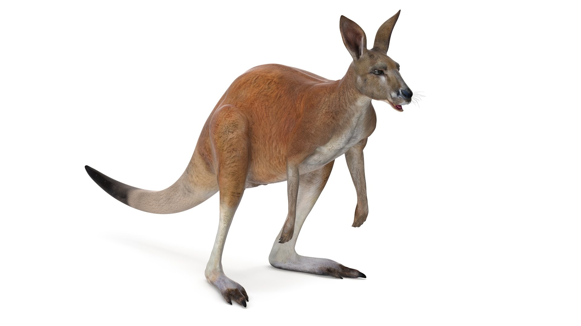 Kangaroo Animated Rigged 3D - TurboSquid 2325571