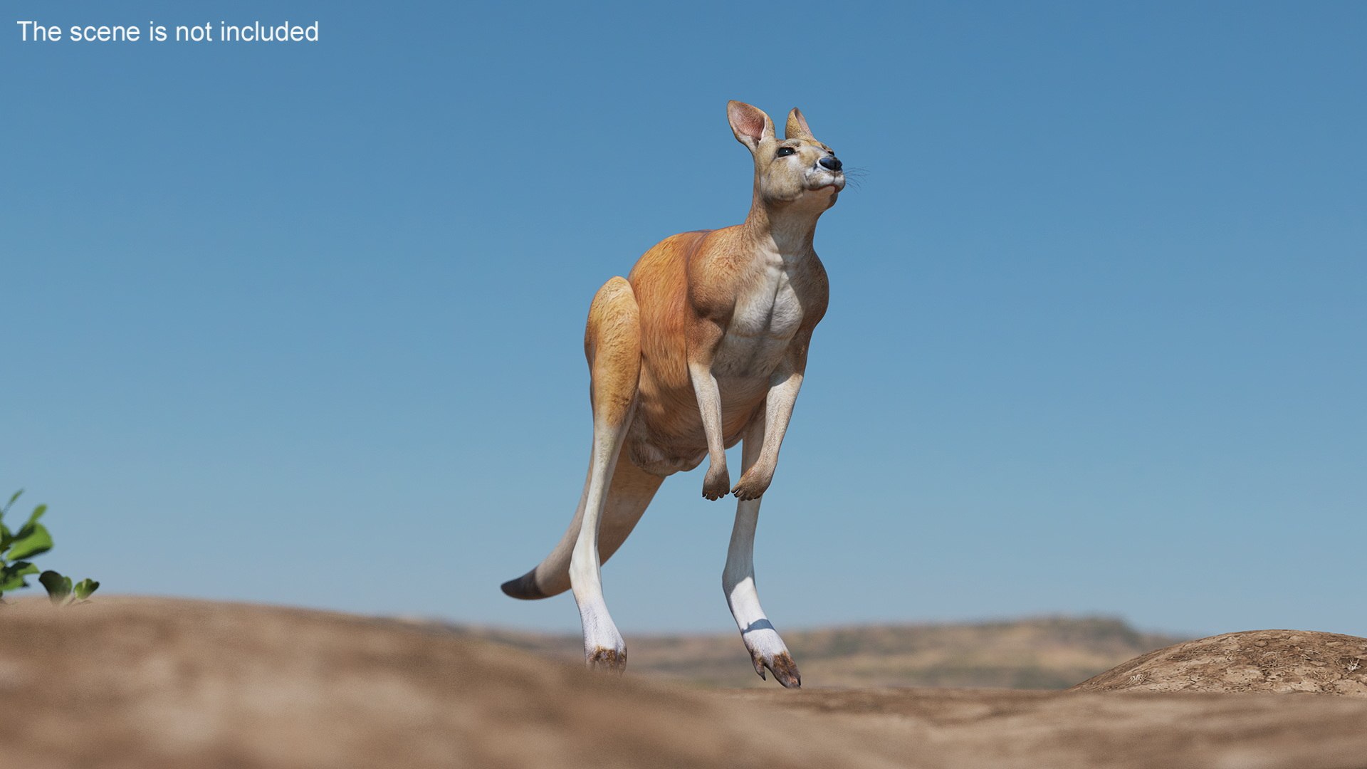 Kangaroo Animated Rigged 3D - TurboSquid 2325571